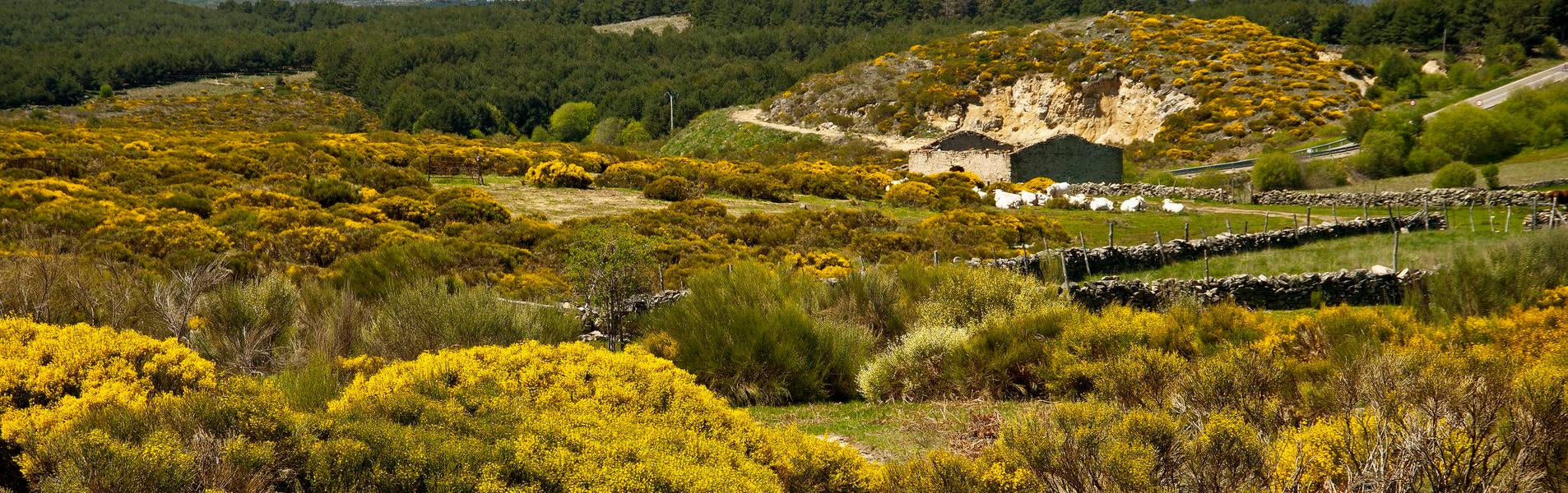 Festival del Piorno en flor | Guía Repsol