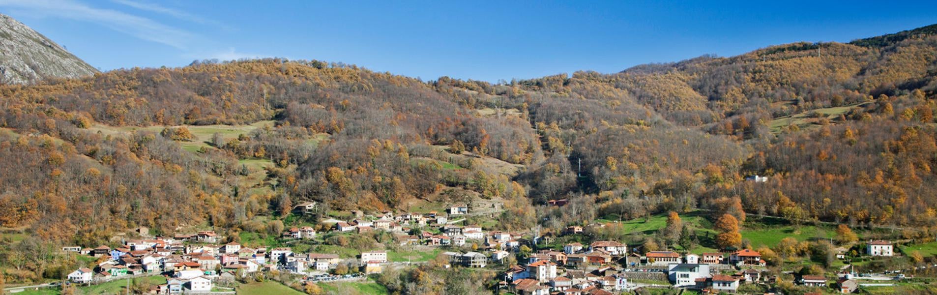 Ponga | Guía Repsol