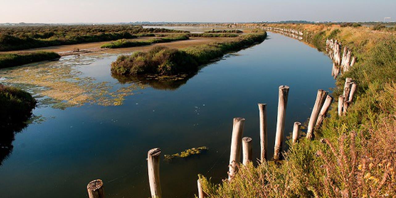 Parque Natural de la Marisma de los Toruños y Pinar de la Algaida ...