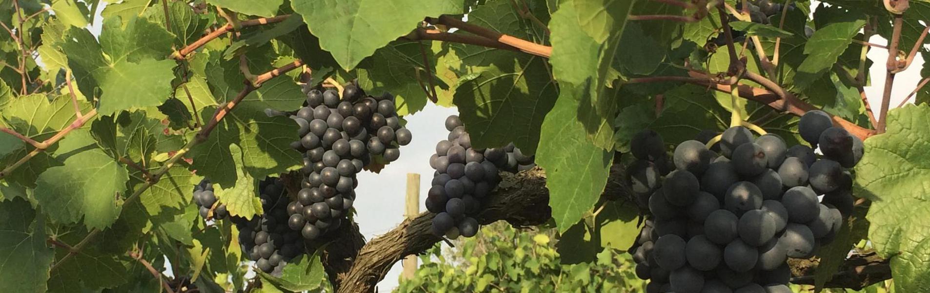 3.10 Celler - (Servicios Felcor, S.L.) | Guía Repsol