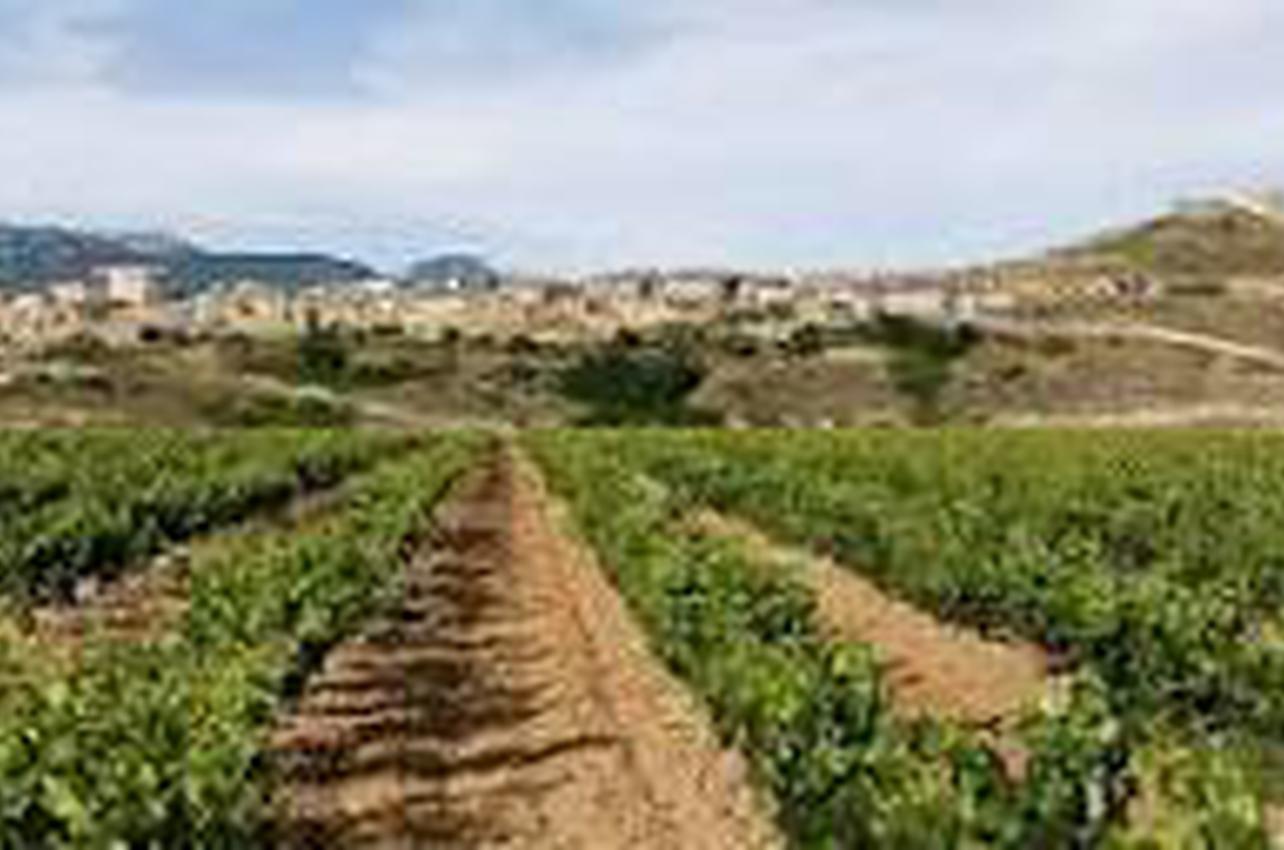 Vinos de Benjamín Romeo (Bodegas Contador) | Guía Repsol